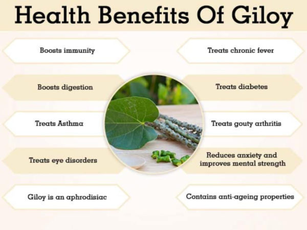 Giloy Benefits: All You Need To Know About Guduchi Benefits & Its Uses